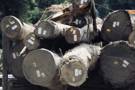Halt logging in Magoh and Limbang as certification expires - Penan NGO ...